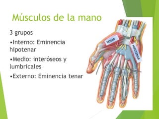 musculos mano 1.pptxForman la eminencia tenar. Responsables de ...