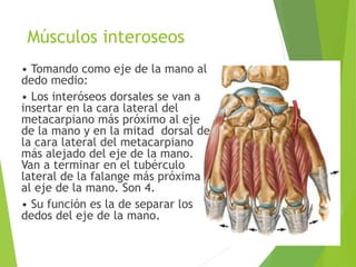 musculos mano 1.pptxForman la eminencia tenar. Responsables de ...