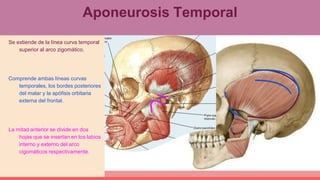 Musculos masticacion | PPTX
