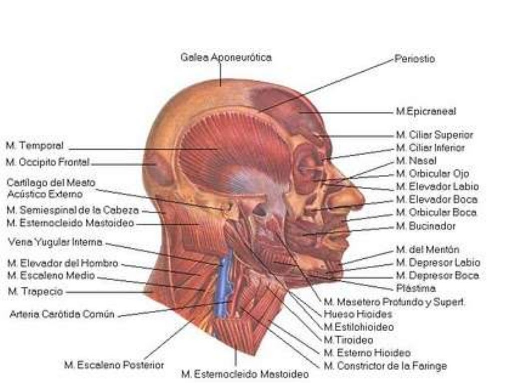 Musculos masticadores