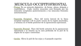 Odontología: Anatomía Humana I Músculos de la Masticación | PPTX
