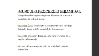Odontología: Anatomía Humana I Músculos de la Masticación | PPTX