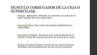 Odontología: Anatomía Humana I Músculos de la Masticación | PPTX