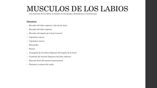 Odontología: Anatomía Humana I Músculos de la Masticación | PPTX