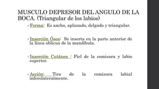 Odontología: Anatomía Humana I Músculos de la Masticación | PPTX