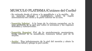 Odontología: Anatomía Humana I Músculos de la Masticación | PPTX