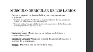 Odontología: Anatomía Humana I Músculos de la Masticación | PPTX