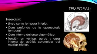Músculos masticadores y depresores de la mandíbula | PPTX