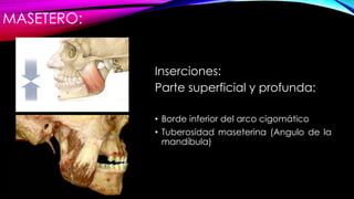 Músculos masticadores y depresores de la mandíbula | PPTX