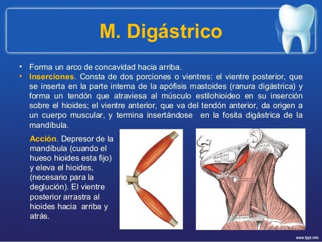 Musculos masticatorios. inervación y funciones.