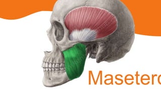Músculos Masticatorios | PPTX