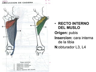 Musculos MMII | PPT