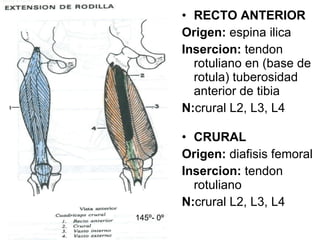 Musculos MMII | PPT