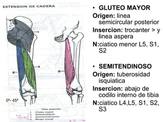 Musculos MMII | PPT