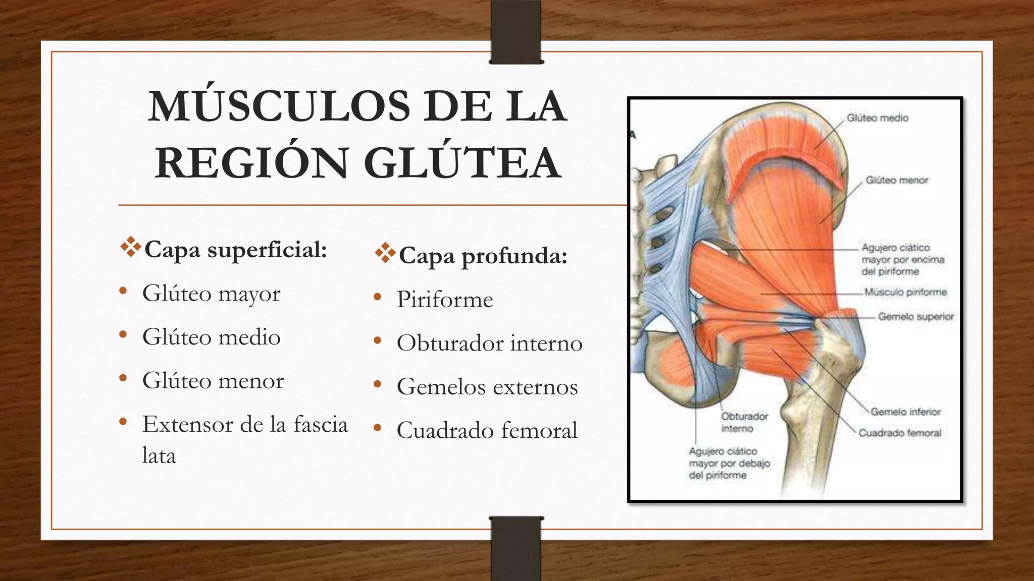 Músculos Miembro Inferior.pdf