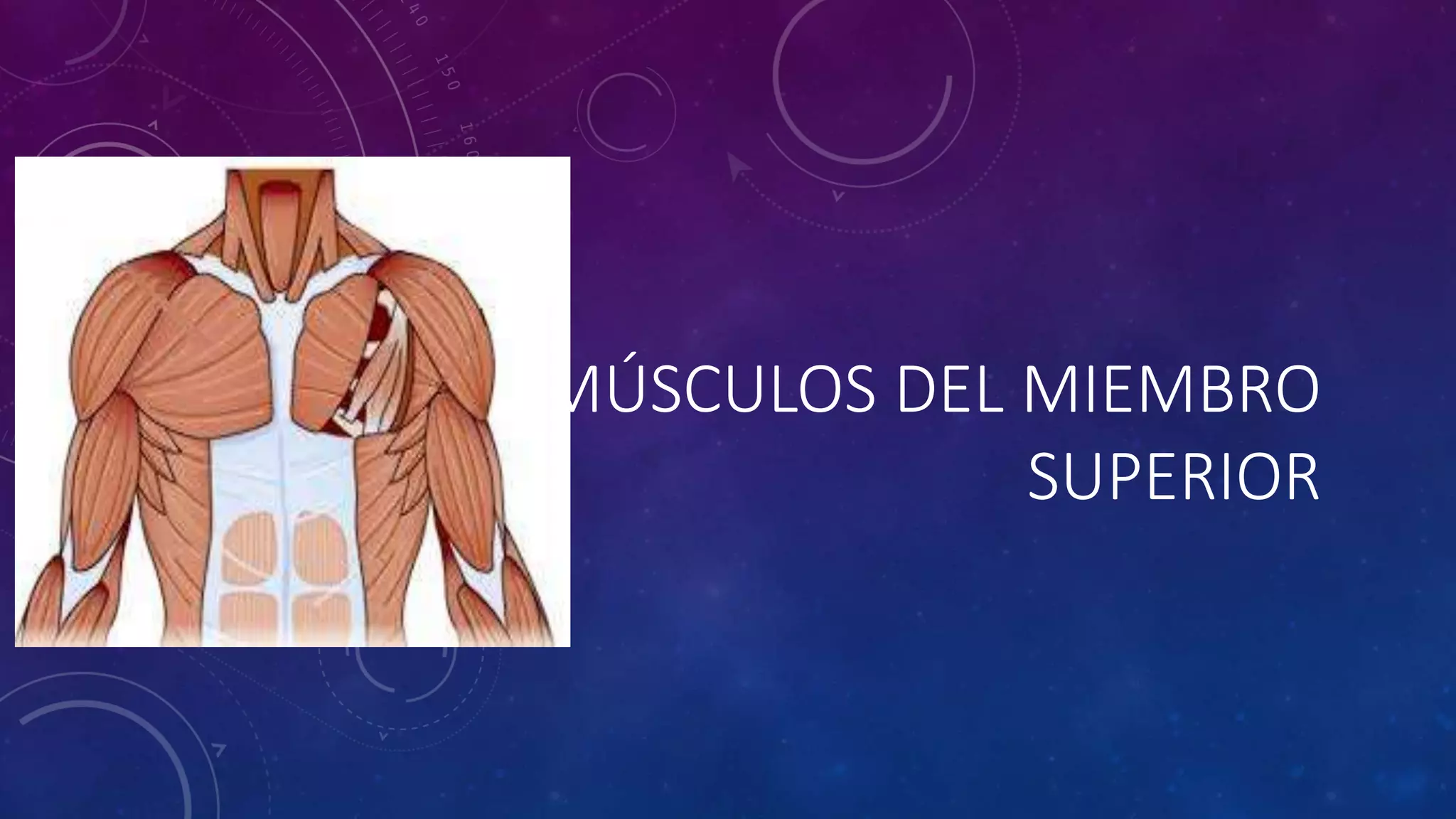 MUSCULOS MM.SS