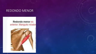 MUSCULOS MM.SS