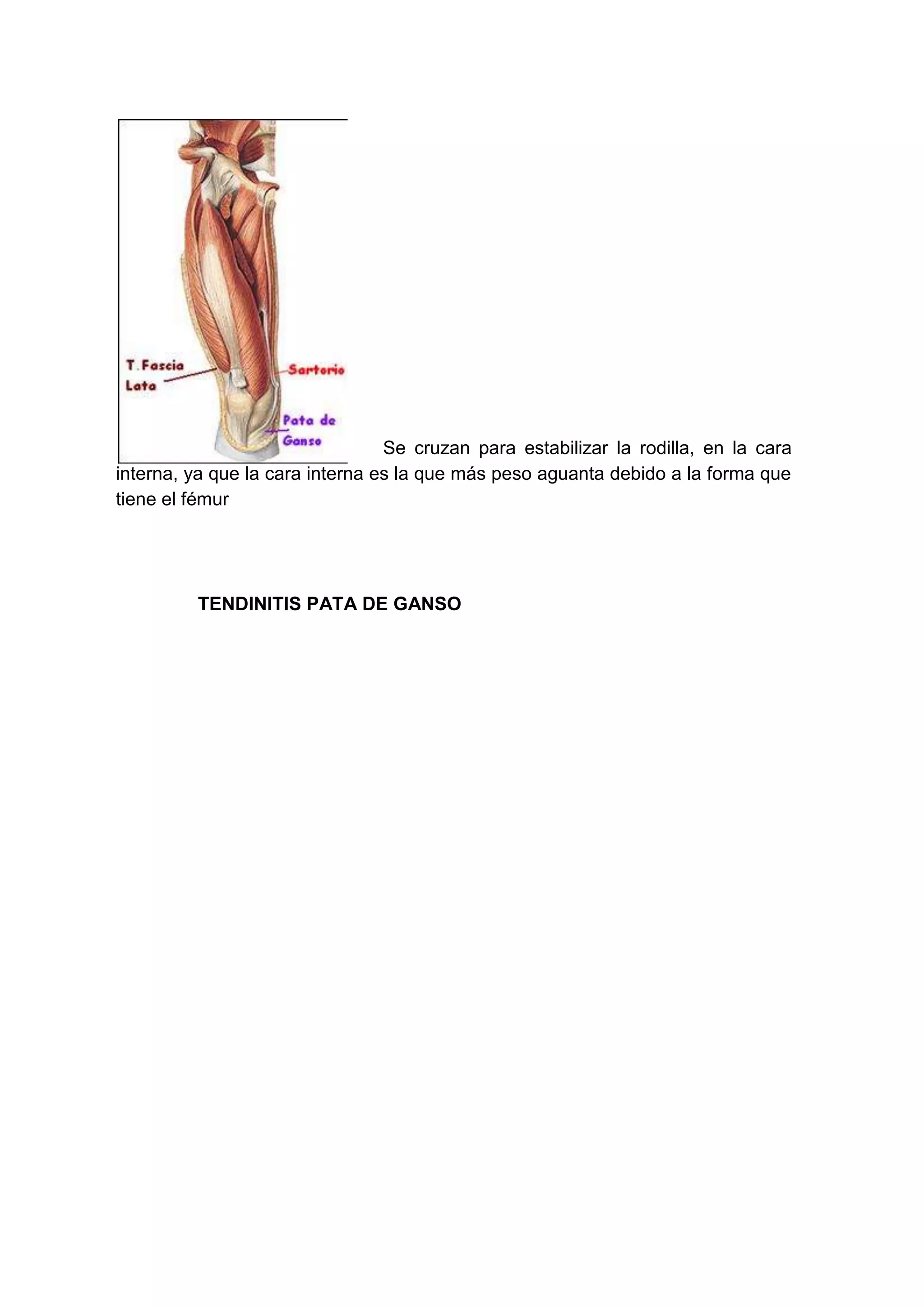 Musculos muslo | DOCX