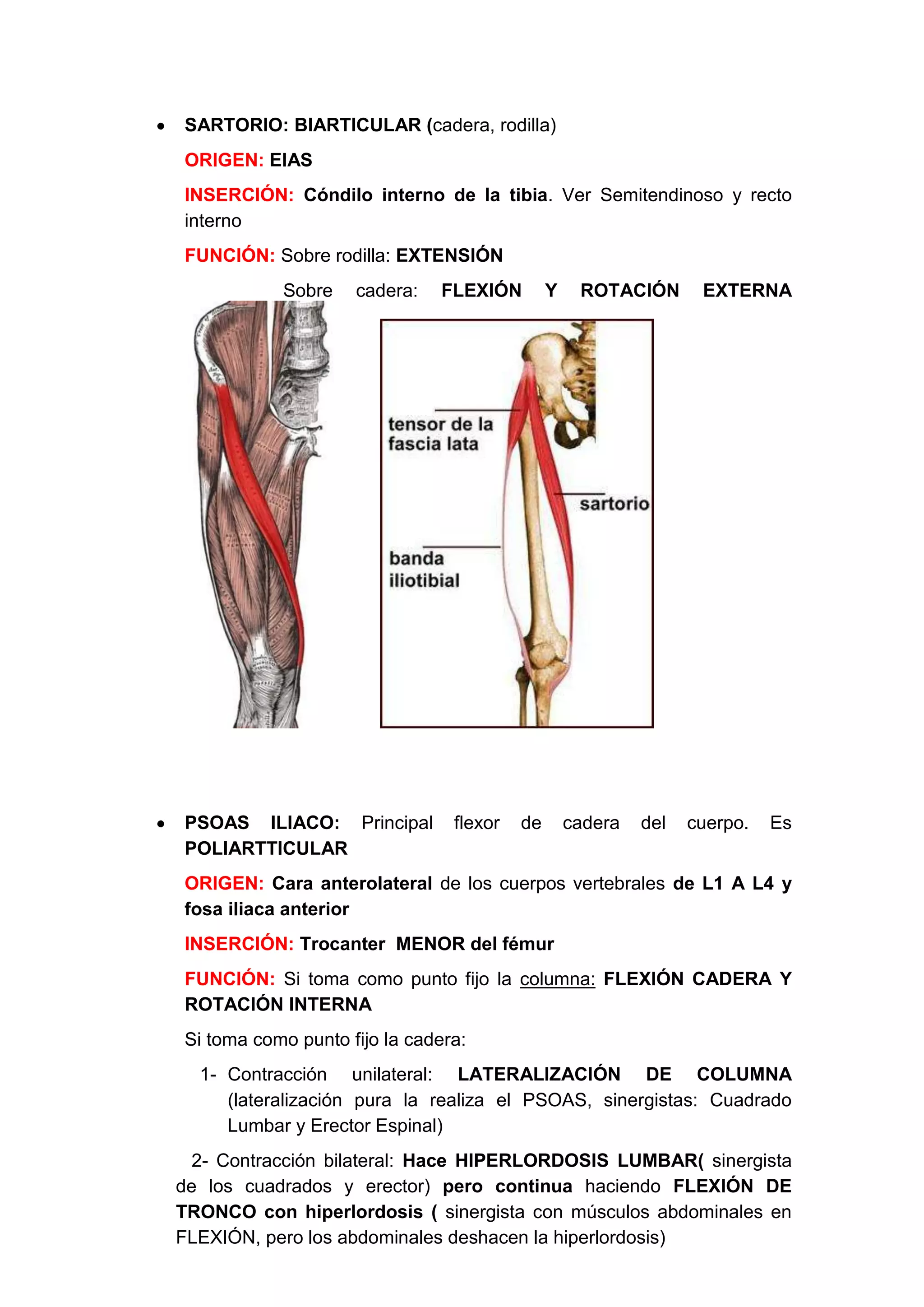 Musculos muslo | DOCX