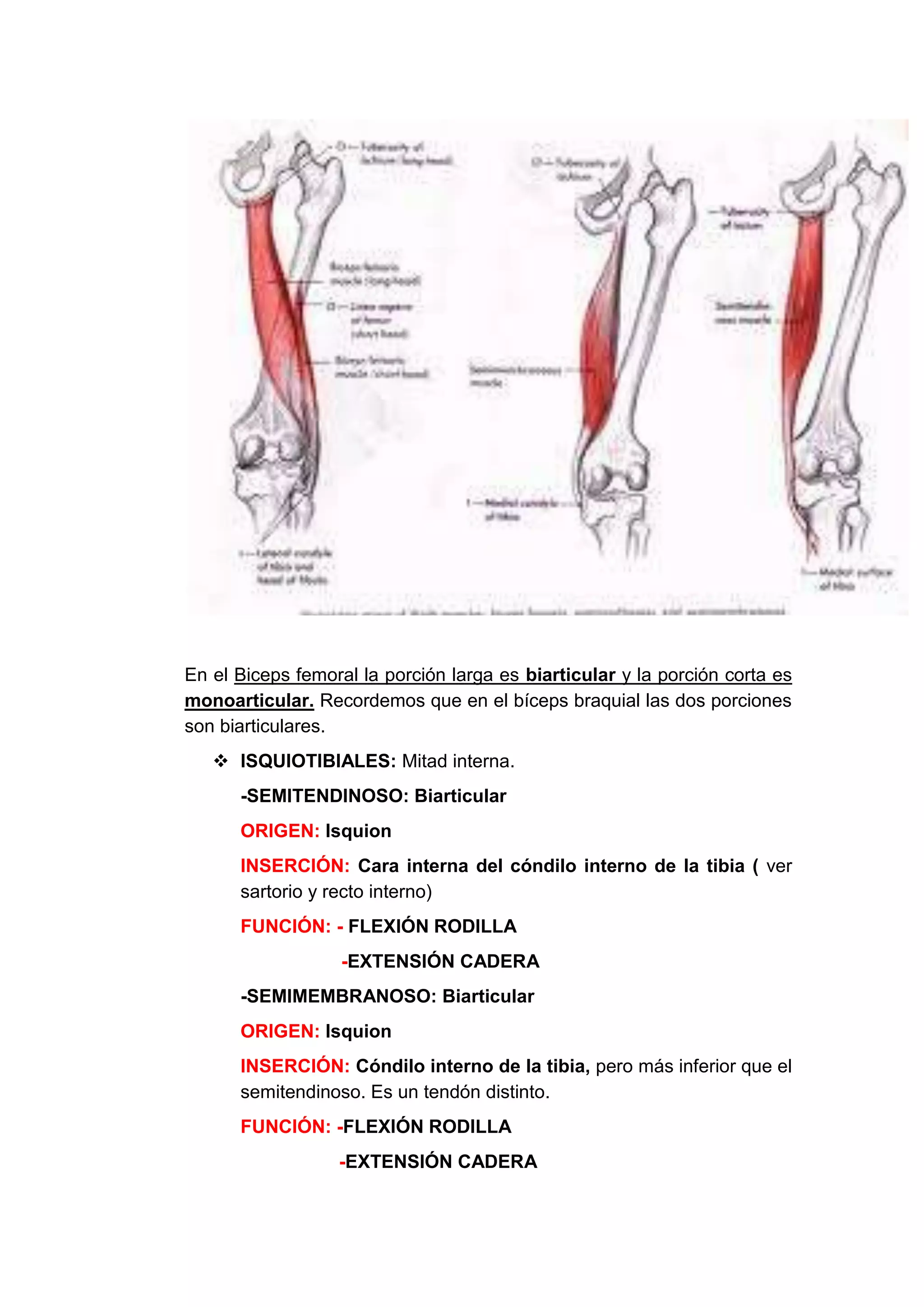 Musculos muslo | PDF