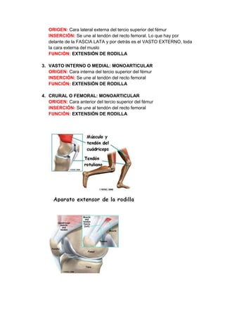 Musculos muslo | DOCX