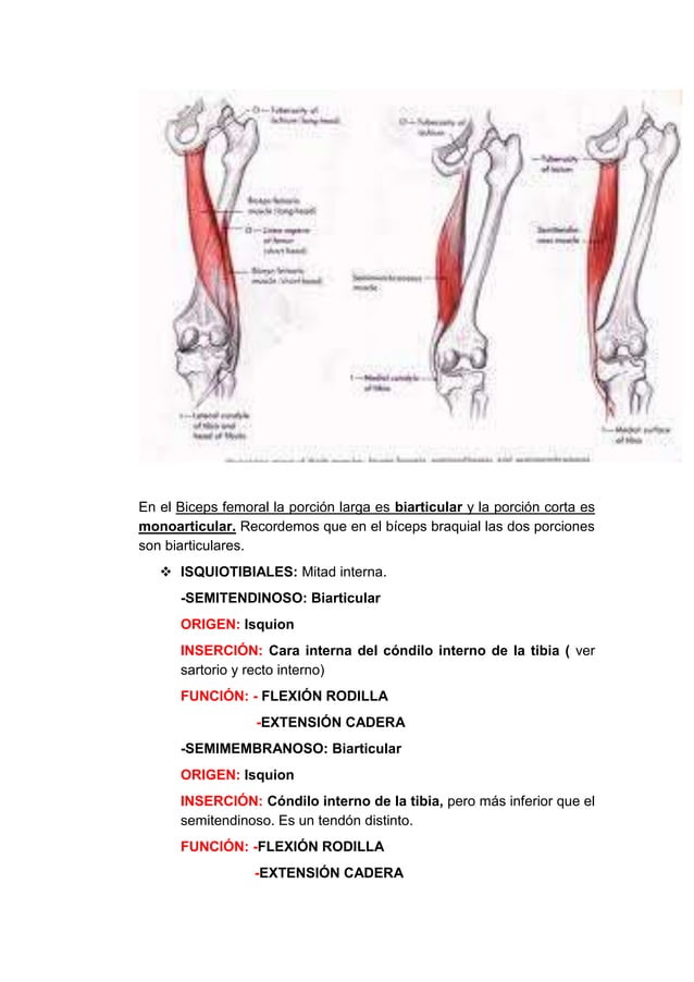 Musculos muslo | DOCX