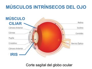 Músculos oculares | PDF