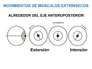 Músculos oculares | PPT