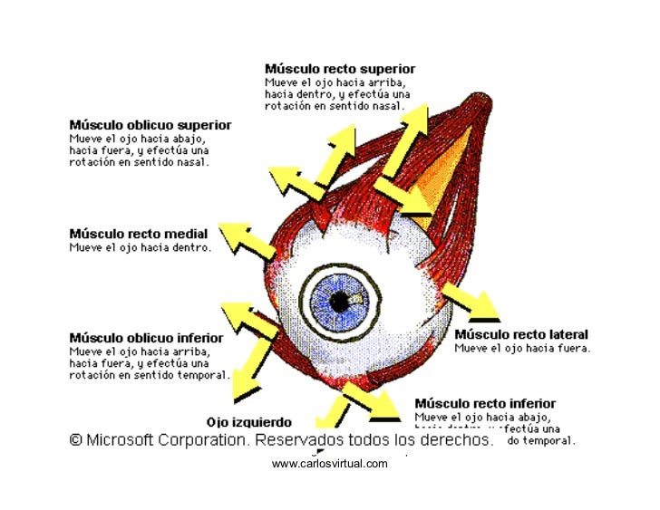 Musculos Oculomotores Del Ojo