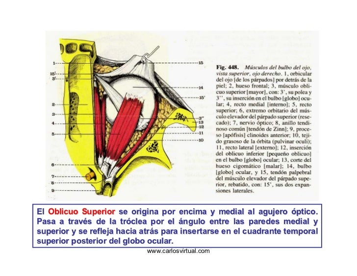 Musculos Oculomotores Del Ojo