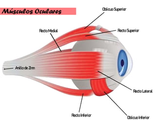 Musculos orbitales y region ocular.pdf