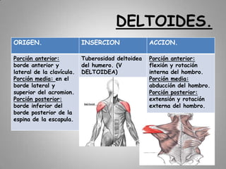 Musculos pared externa del hombro | PPTX