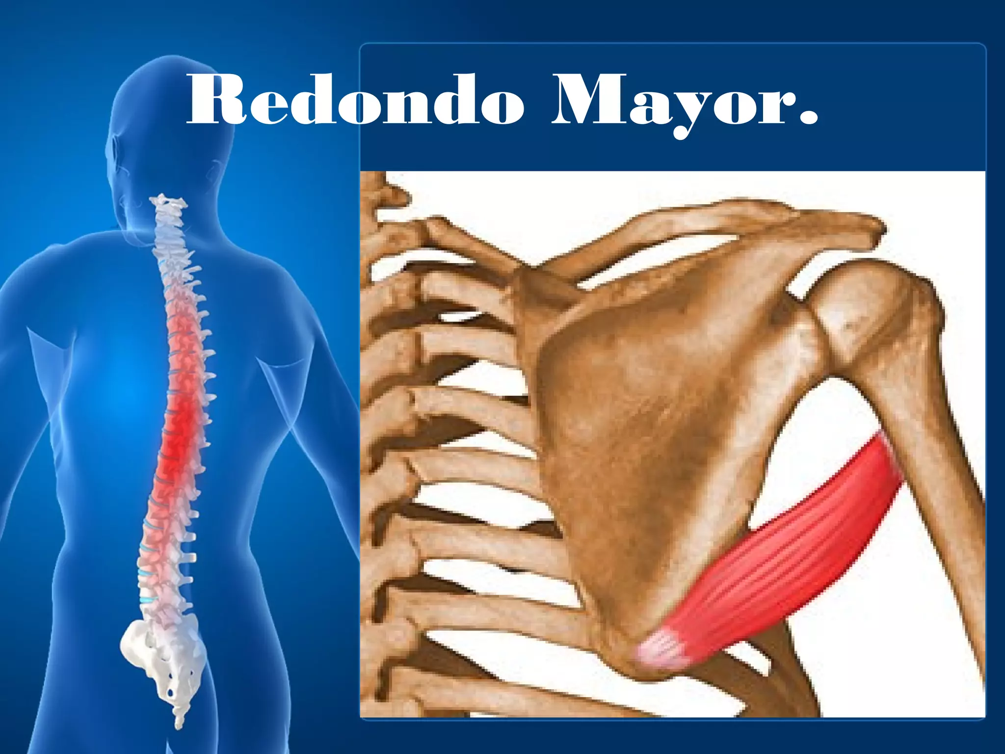 Musculos parte posterior hombro (lab anato) | PPT