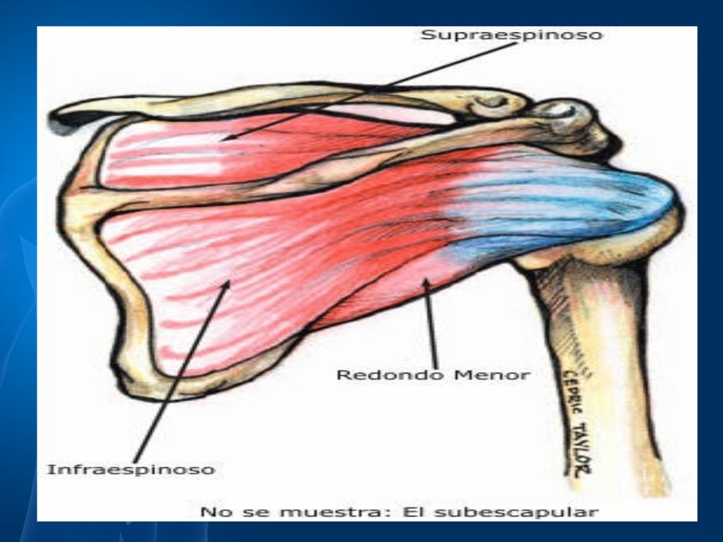 Msculos Aductores Del Hombro