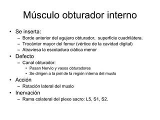 Musculospelvis | PDF
