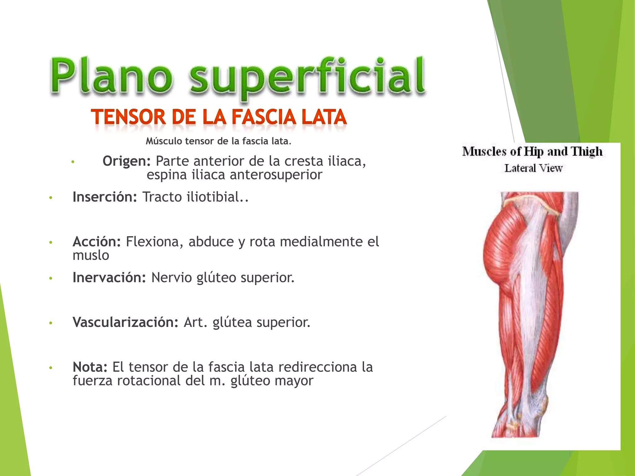 Musculos de la pelvis | PPTX