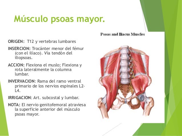 Musculos de la pelvis