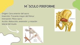 Músculo Piriforme: Origen, Inserción Y Acción – OIDK