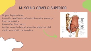 MÚSCULOS PELVITROCANTEREOs de la pelvis | PDF