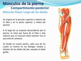 Musculos posteriores de la pierna | PPTX