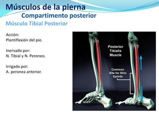 Musculos posteriores de la pierna | PPTX