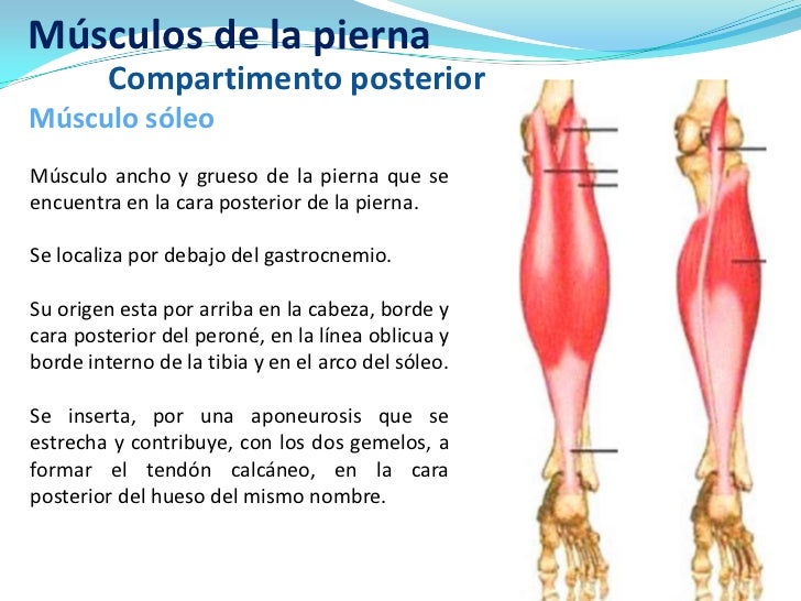 Musculos posteriores de la pierna