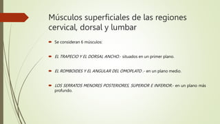 Músculos posteriores del tronco y del cuello.pptx