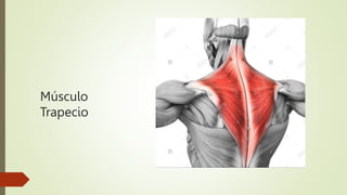 Músculos posteriores del tronco y del cuello.pptx