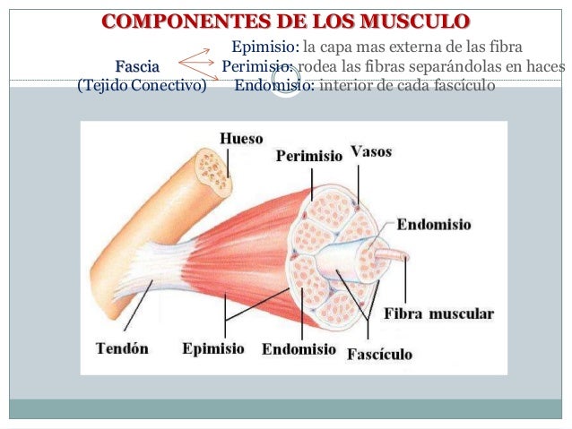 Musculos presentacion