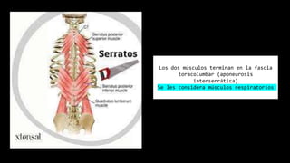 MUSCULOS PROPIOS DEL DORSO Y ESPALDA.pptx