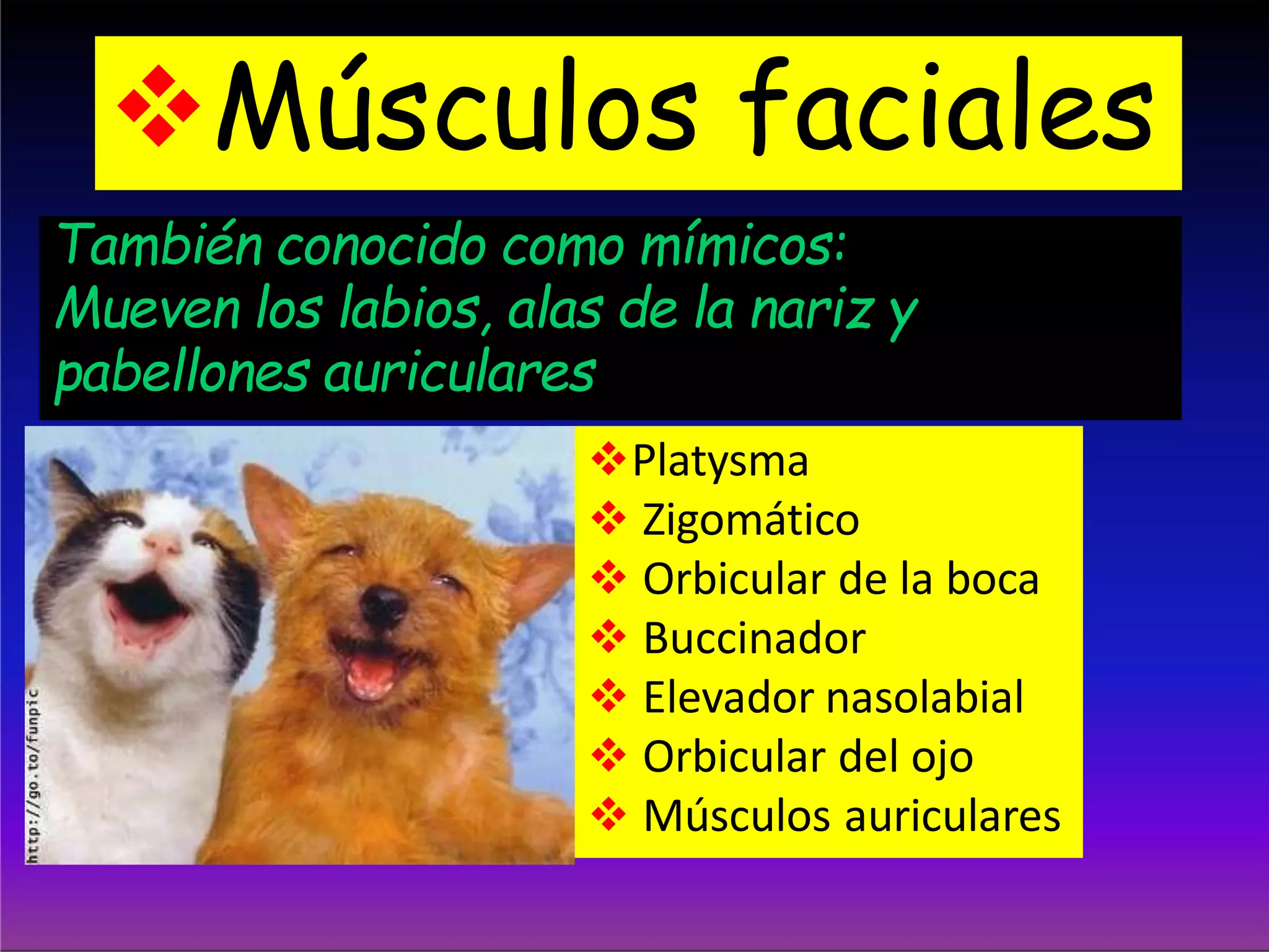 musculos pérros (2) (3).pdf