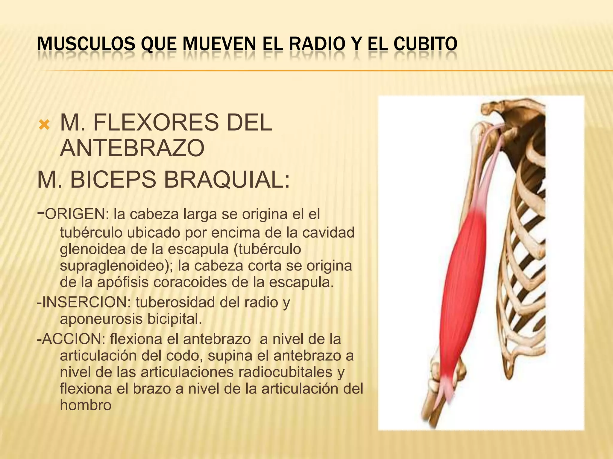 Musculos que mueven el humero | PPT