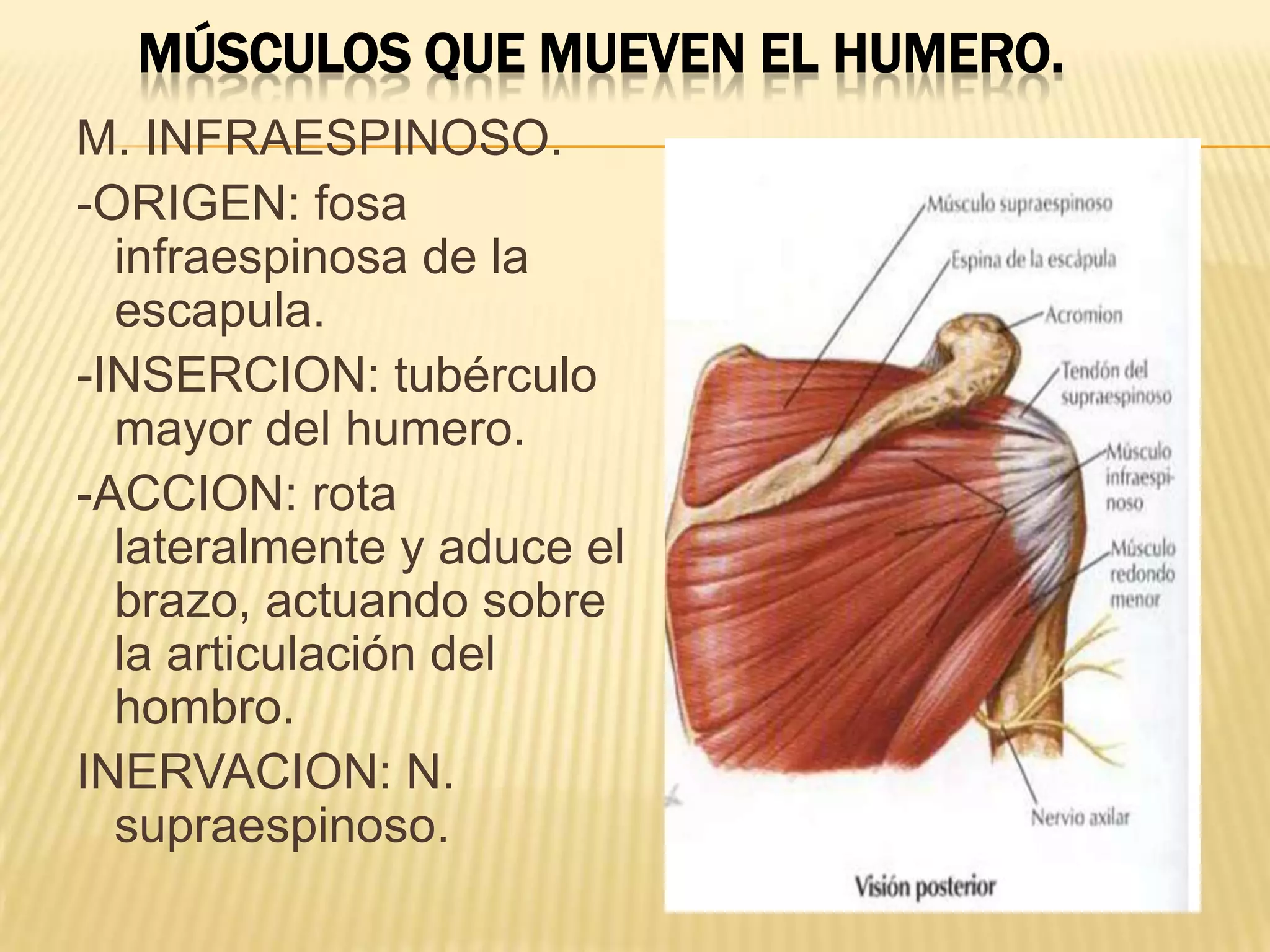 Musculos que mueven el humero | PPTX