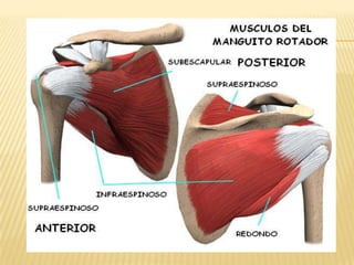 Musculos que mueven el humero | PPTX